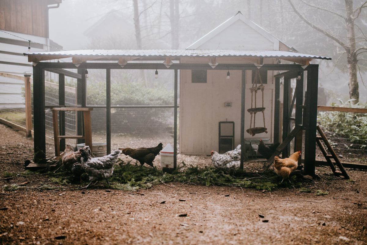 Chickens: The Gateway Animal – Cedar House Living LLC