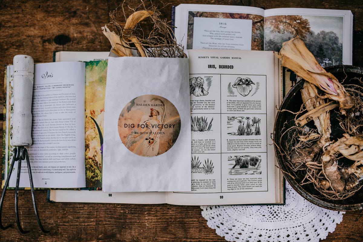 Floriology of the Iris and Planting Tips – Cedar House Living LLC